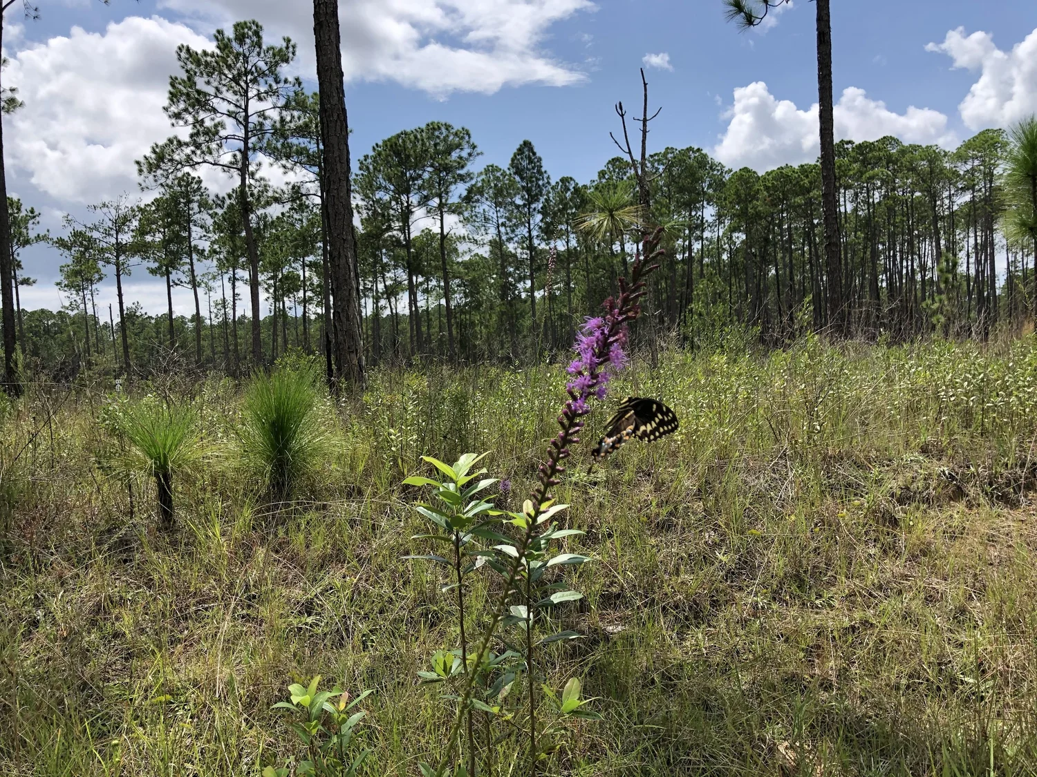 About Us — Swamp Fly Native Landscapes | Design, Install, Maintain ...