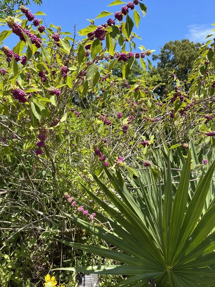 Project Gallery — Swamp Fly Native Landscapes | Design, Install ...