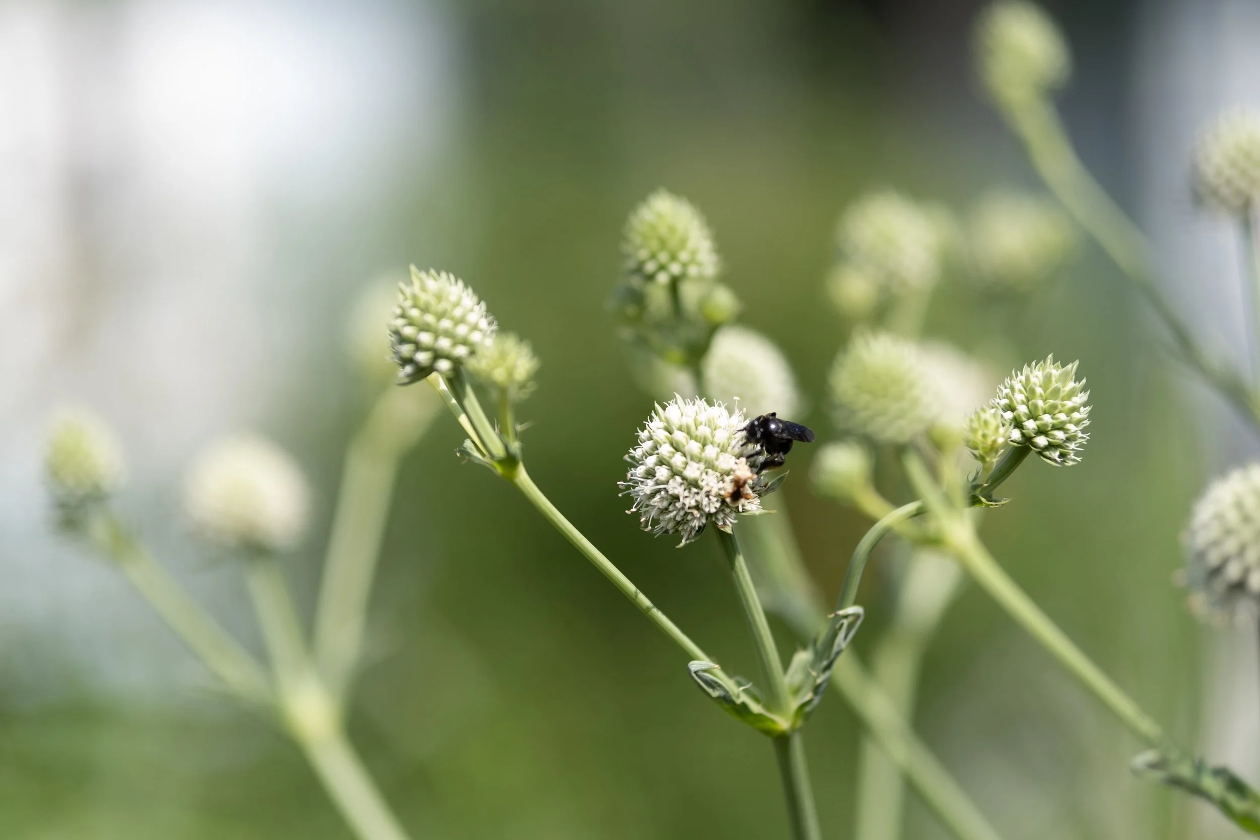 Swamp Fly Native Landscapes | Design, Install, Maintain | South Louisiana