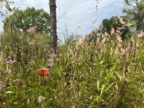 Project Gallery — Swamp Fly Native Landscapes | Design, Install ...