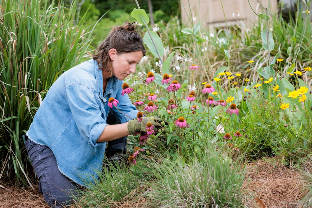 Project Gallery — Swamp Fly Native Landscapes | Design, Install ...