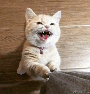 Boundary Setting Lessons From Our Feline Friends - Why Cats Can Show ...