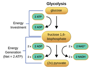 Understanding the Glycolytic System: Fueling Athletic Performance — BMF ...