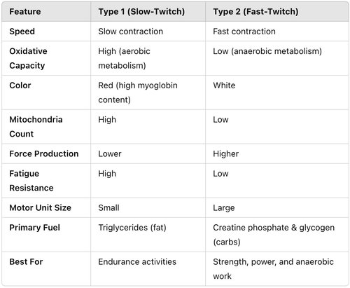 Understanding Muscle Fiber Types and Their Role in Training — BMF TRAINING