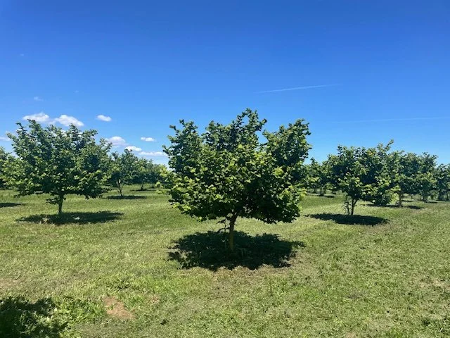 Summer Tour — Oregon Organic Hazelnut Collective