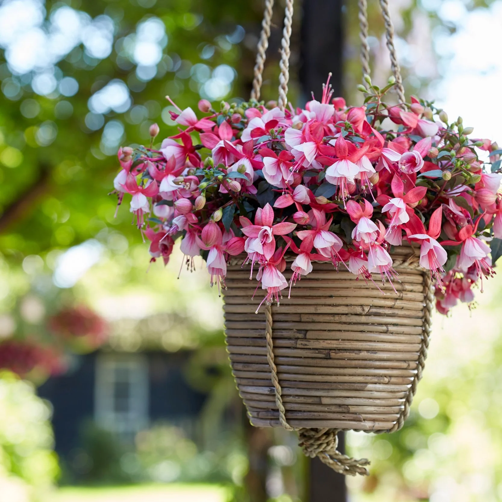 Ball Australia — Australian Horticultural Trials Week