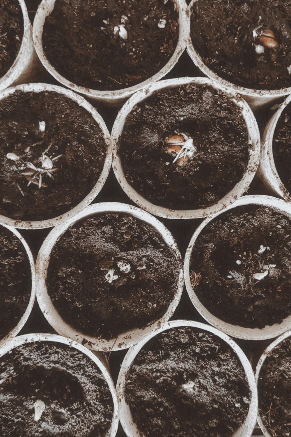 How to Grow Ranunculus & Anemones for Beginners — Emily at the Cottage ...