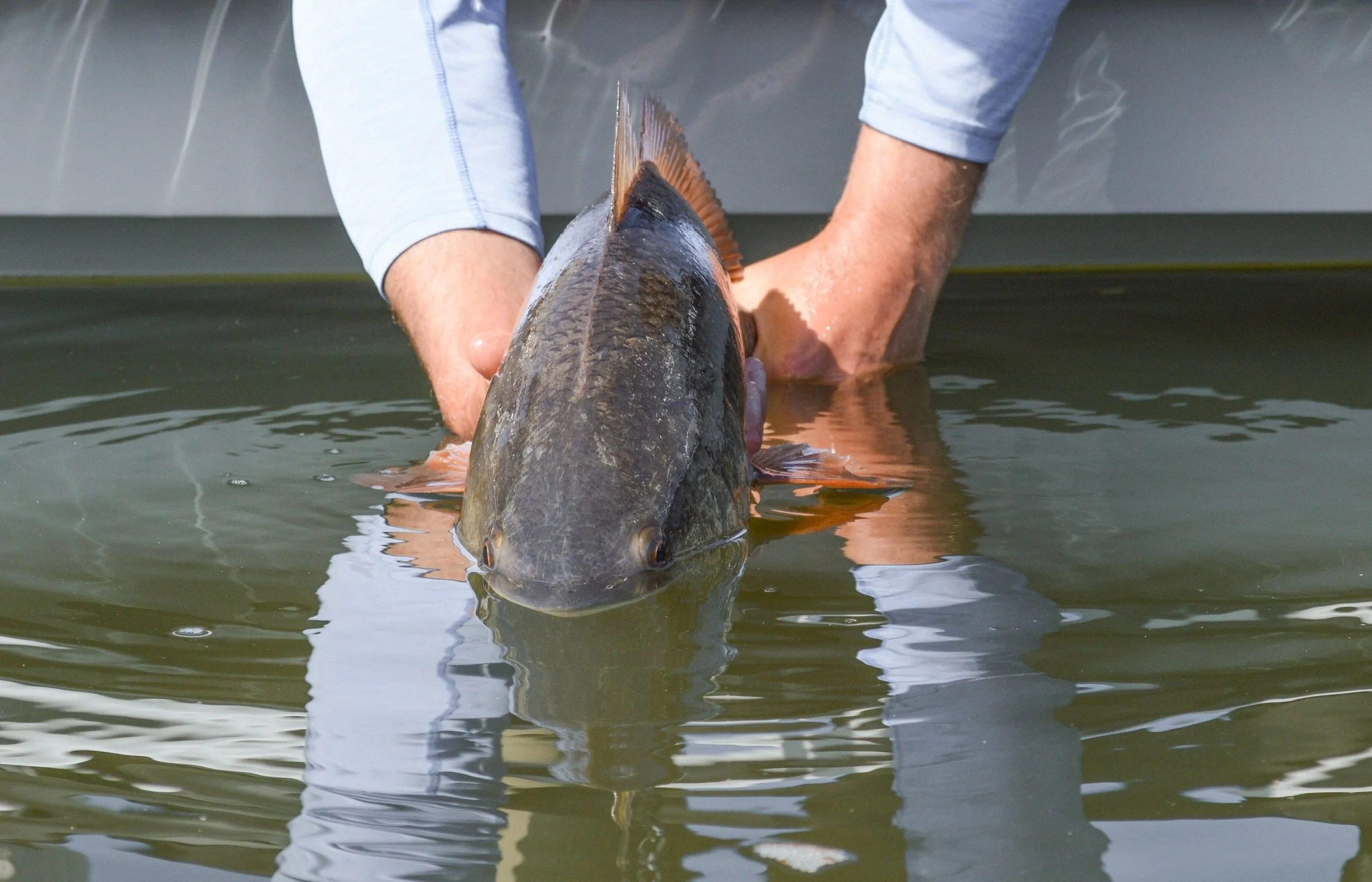 NC Fin & Feather Outfitters