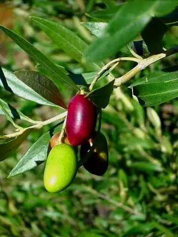 Products — Green Daze Exotics