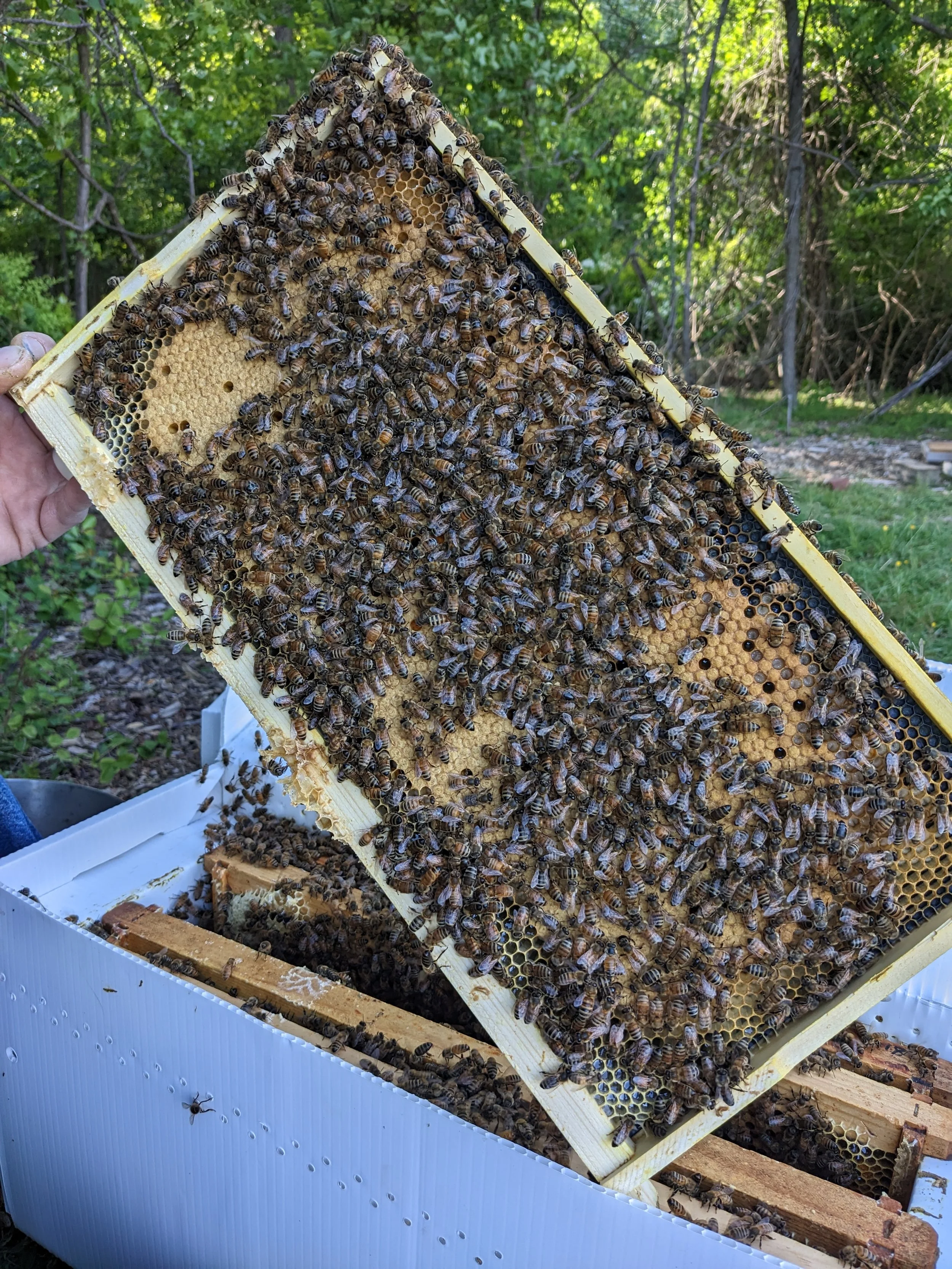 2025 NJ Overwintered Nucleus Colony- NJ Raised Queens, Large ...
