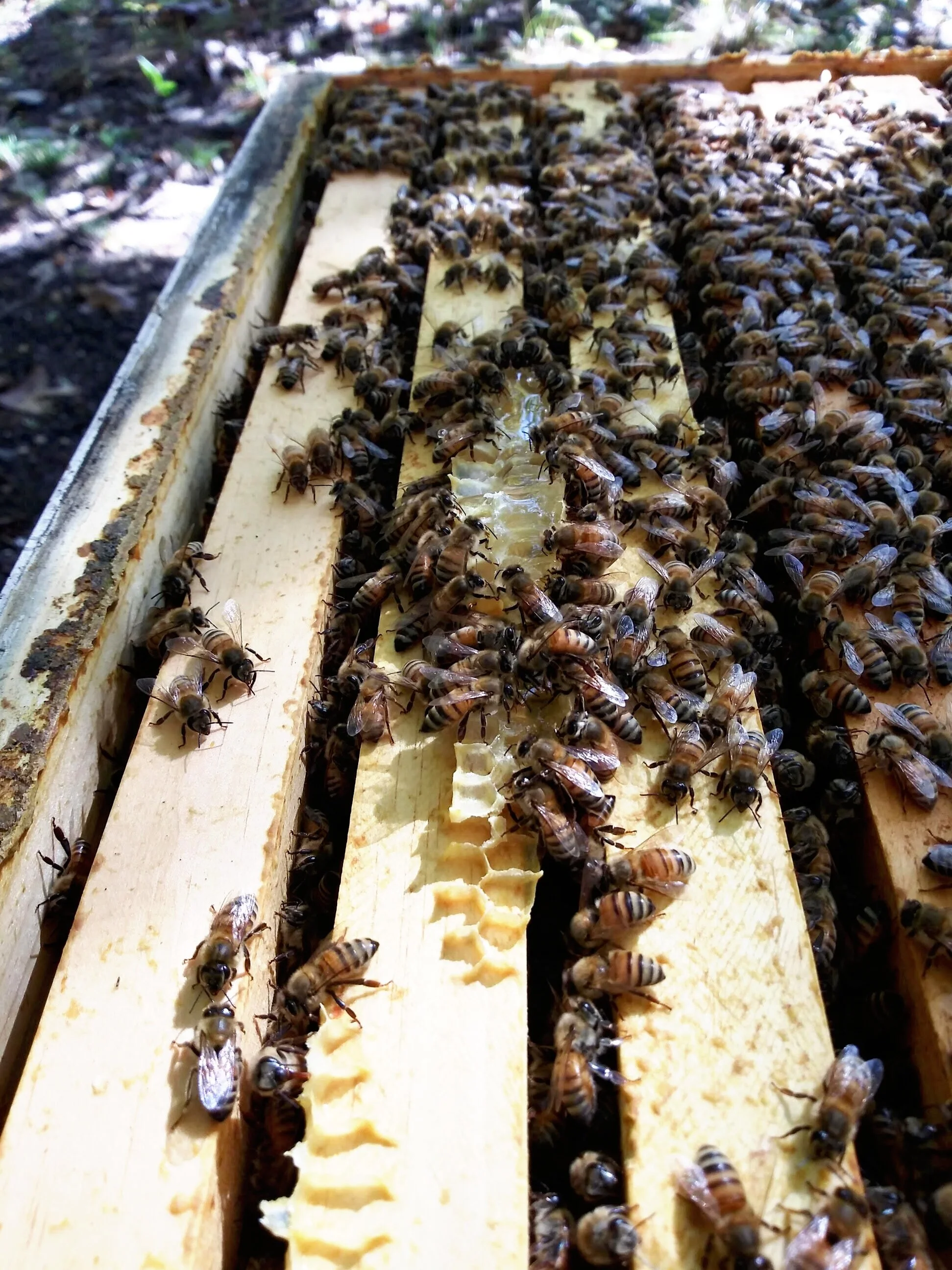 Beekeeping in New Jersey — Honeysucklenectary