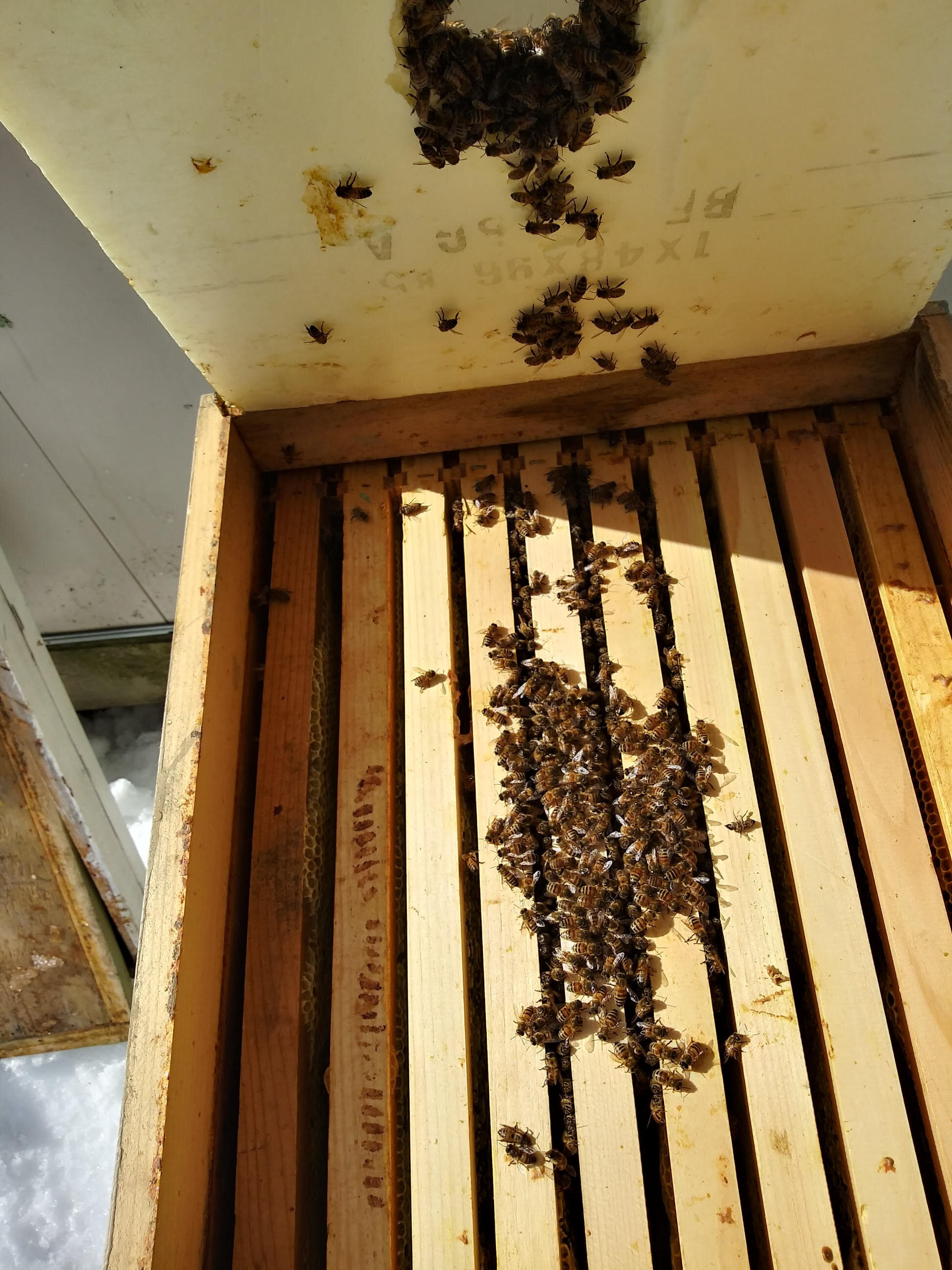The Winter Honeybee — Honeysucklenectary