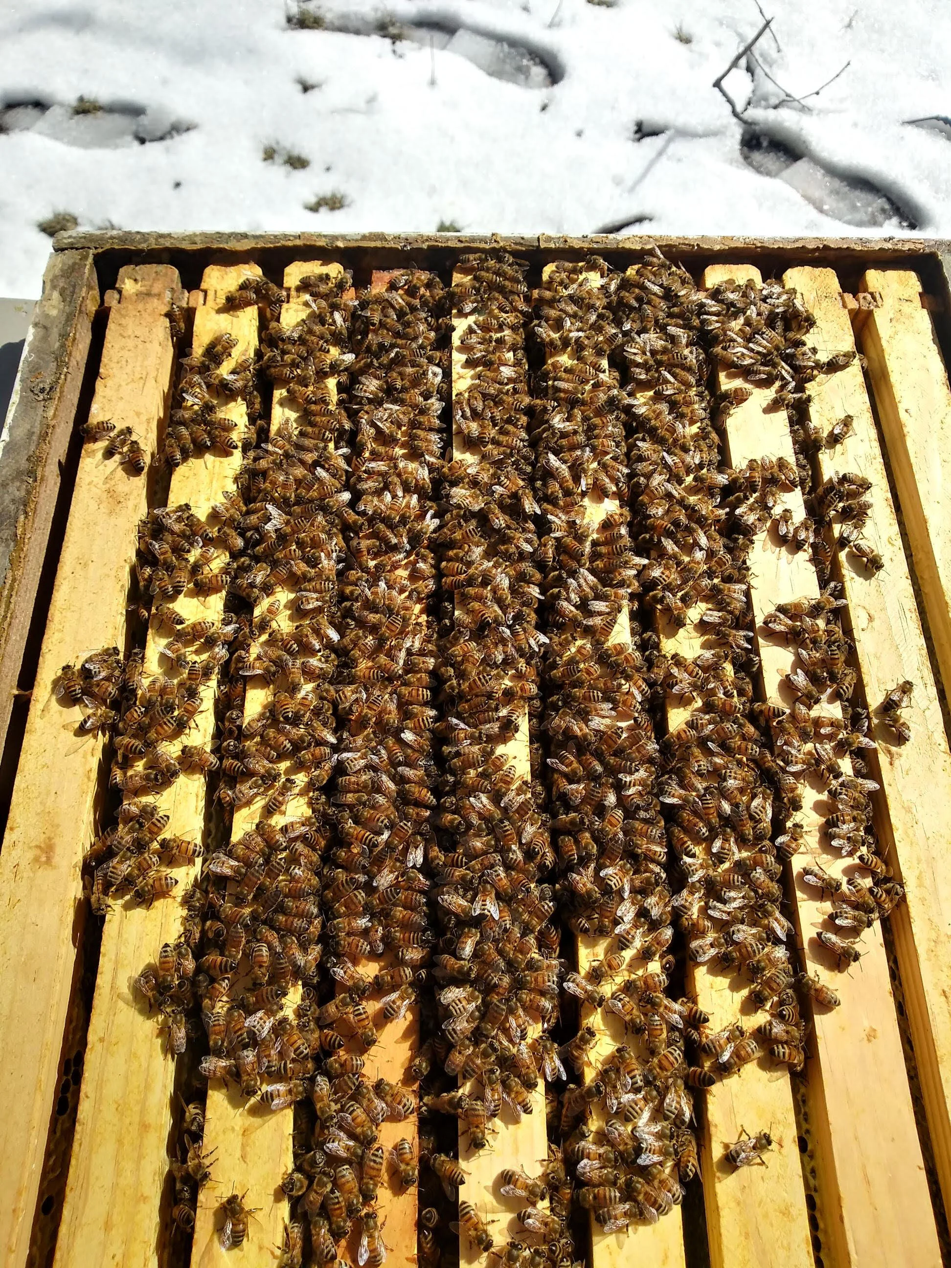 The Winter Honeybee — Honeysucklenectary