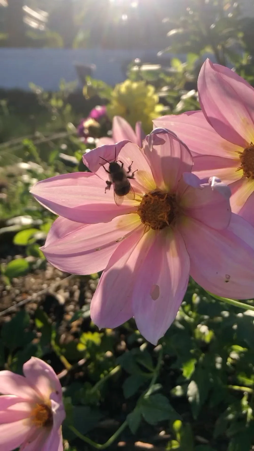 Honeysuckle Nectary Apiary and Gardens
