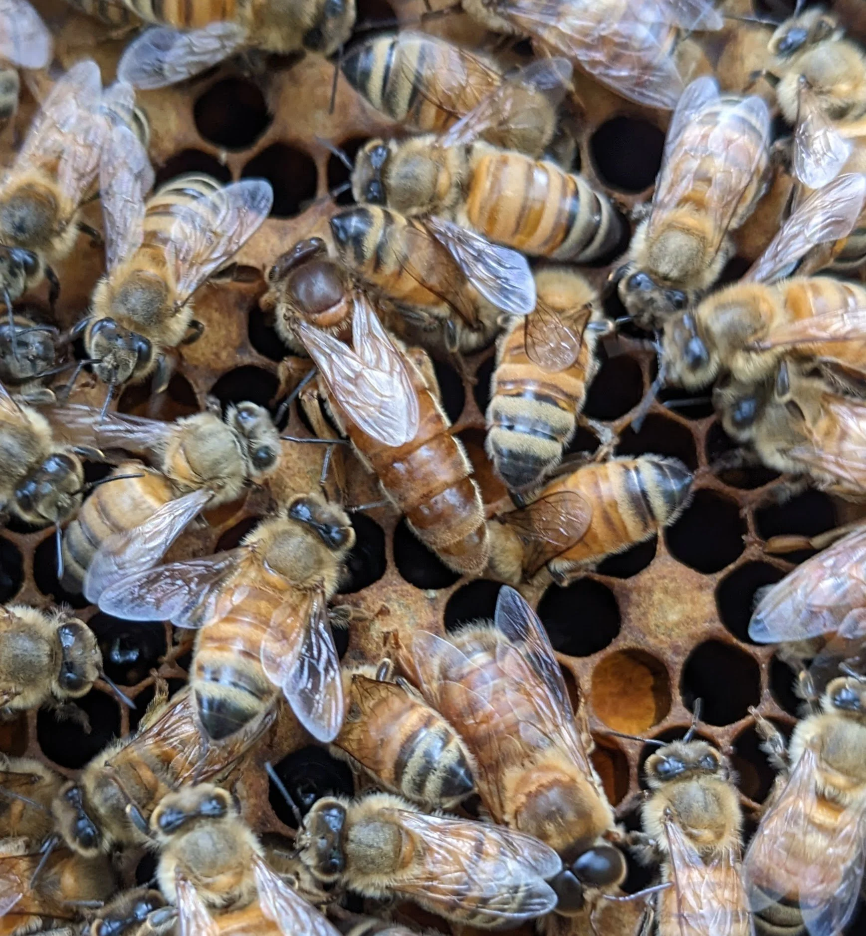Queen bees raised and mated locally in New Jersey. Bred from strong ...