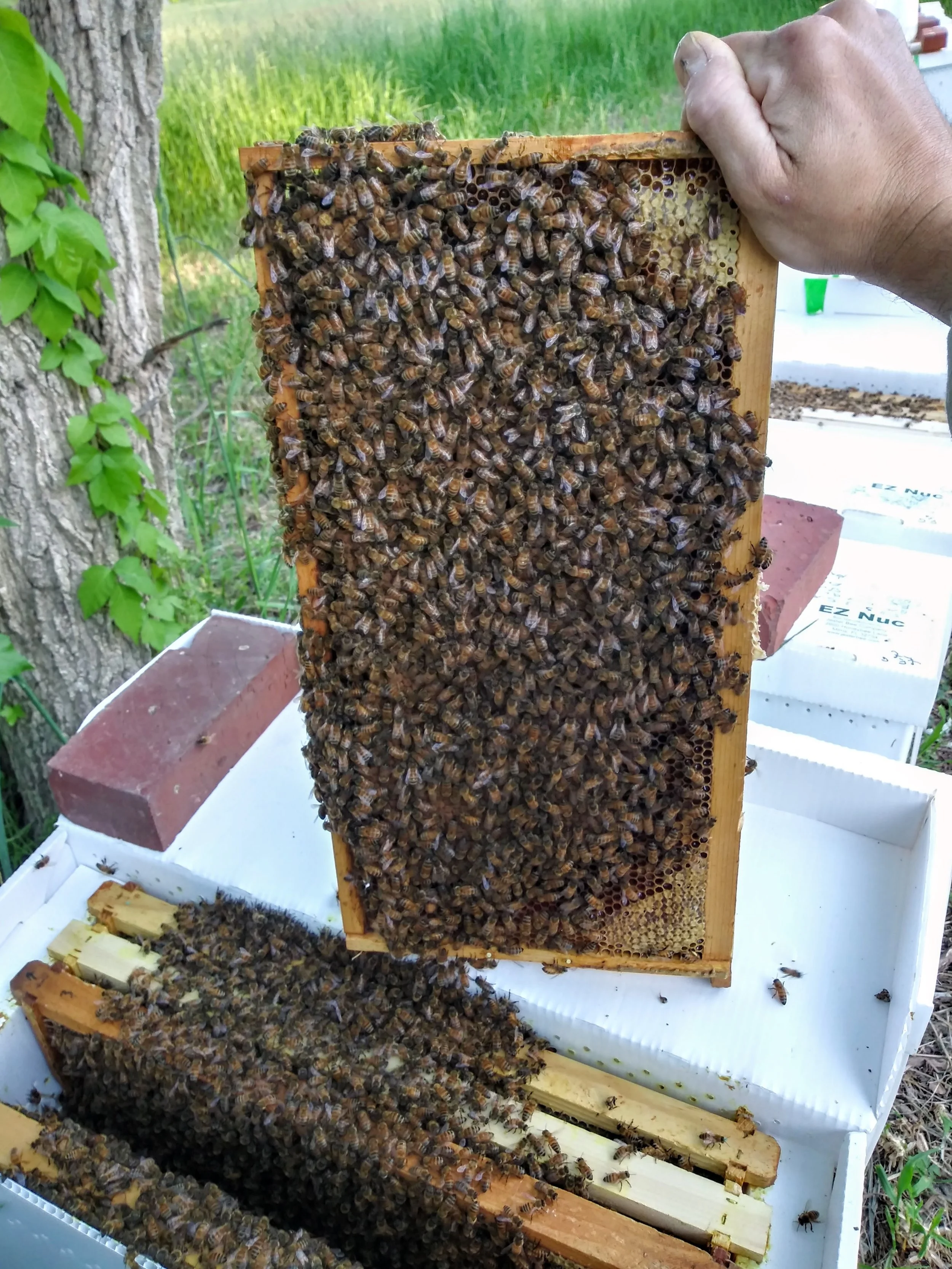 Nucleus Colonies New Jersey — Honeysucklenectary