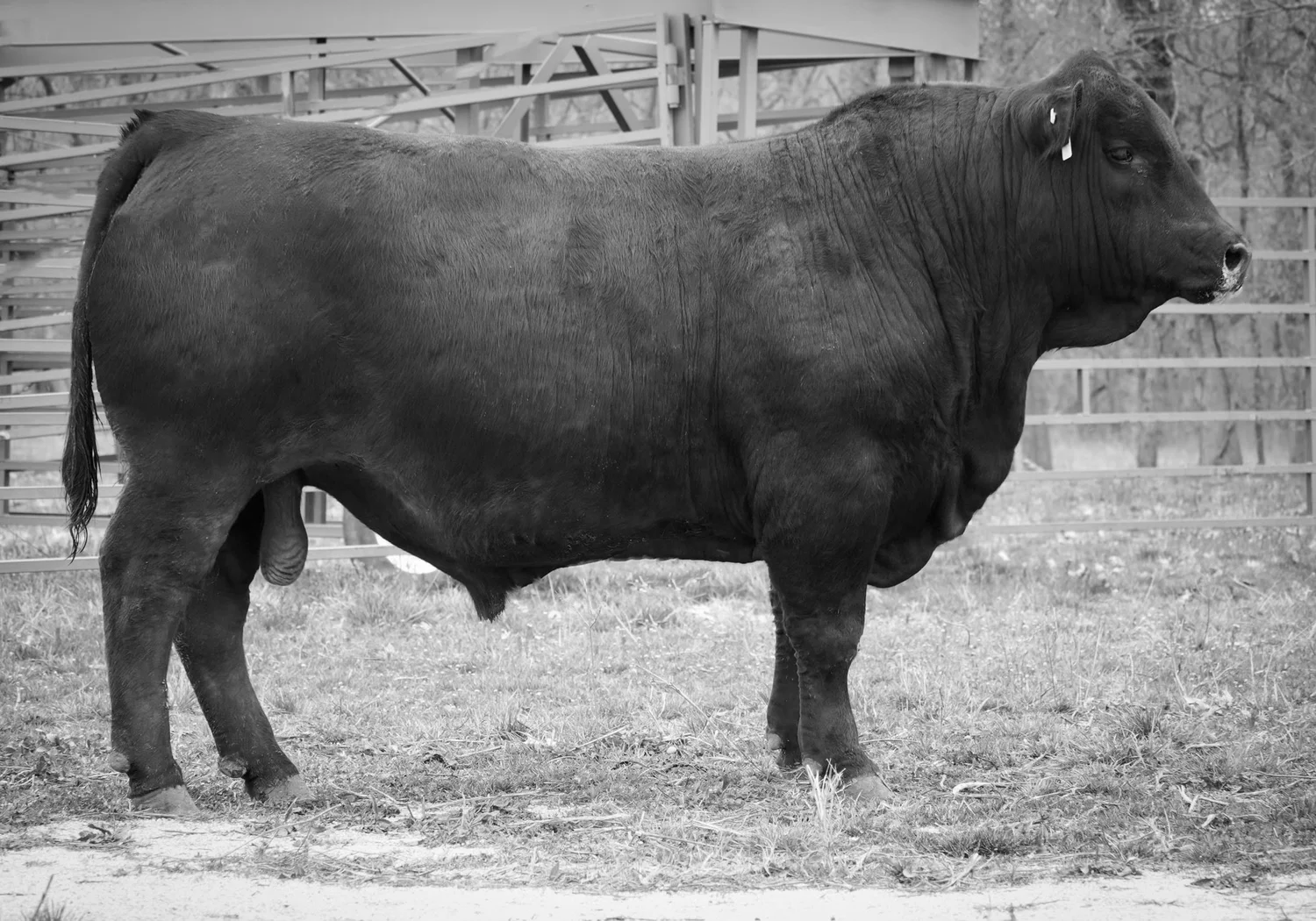 Gelbvieh Purebred Bull - Gelbvieh Approved AI Sire — Gelbvieh Bulls For ...