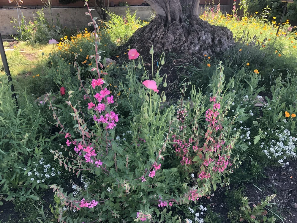 A Tale of Two Gardens by Malcolm Guite — mavis moon