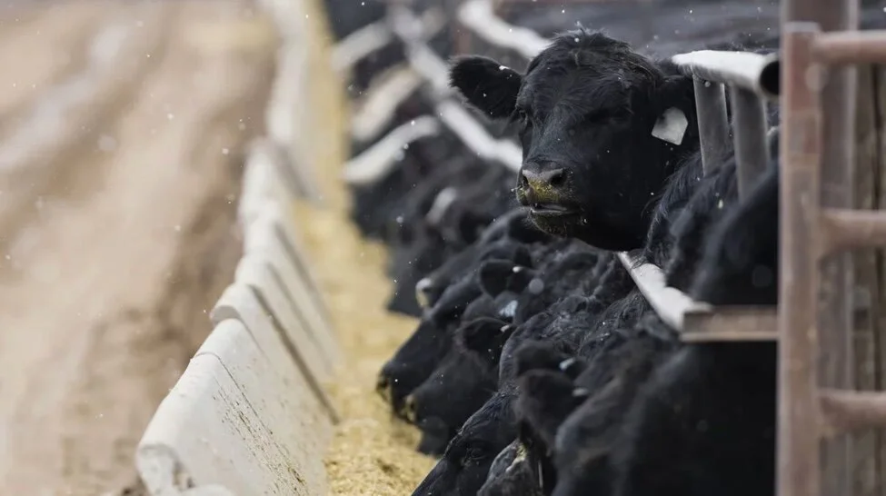 Imogene Ingredients - Home of Farmatan