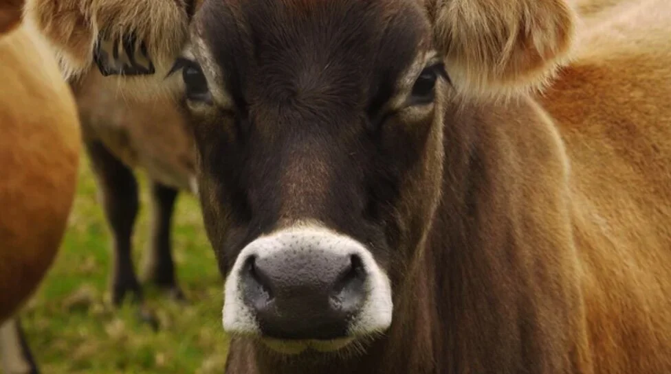 Imogene Ingredients - Home of Farmatan