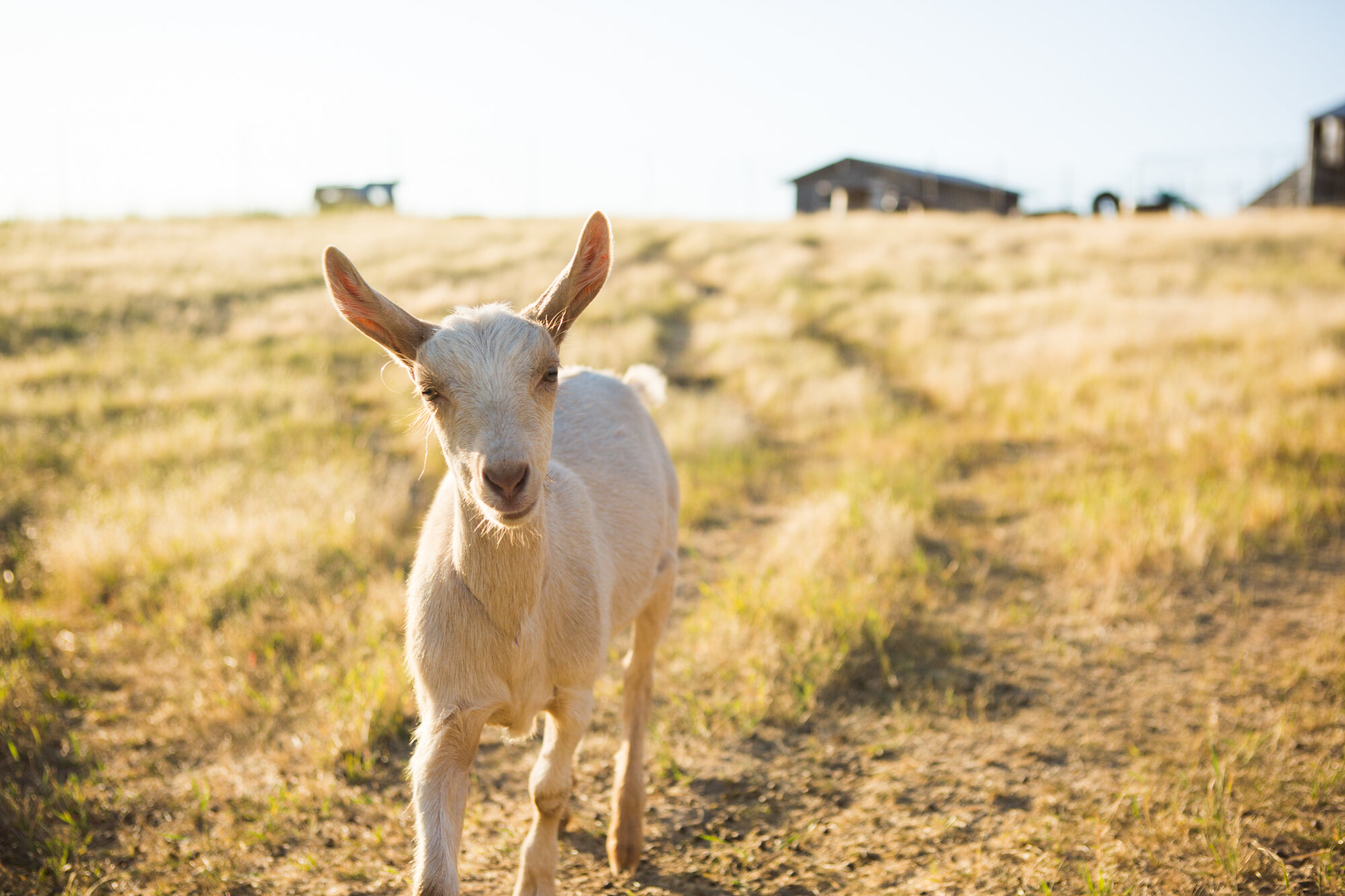 Sick Calves? We can help. FarmatanUSA—Imogene Ingredients — Imogene ...