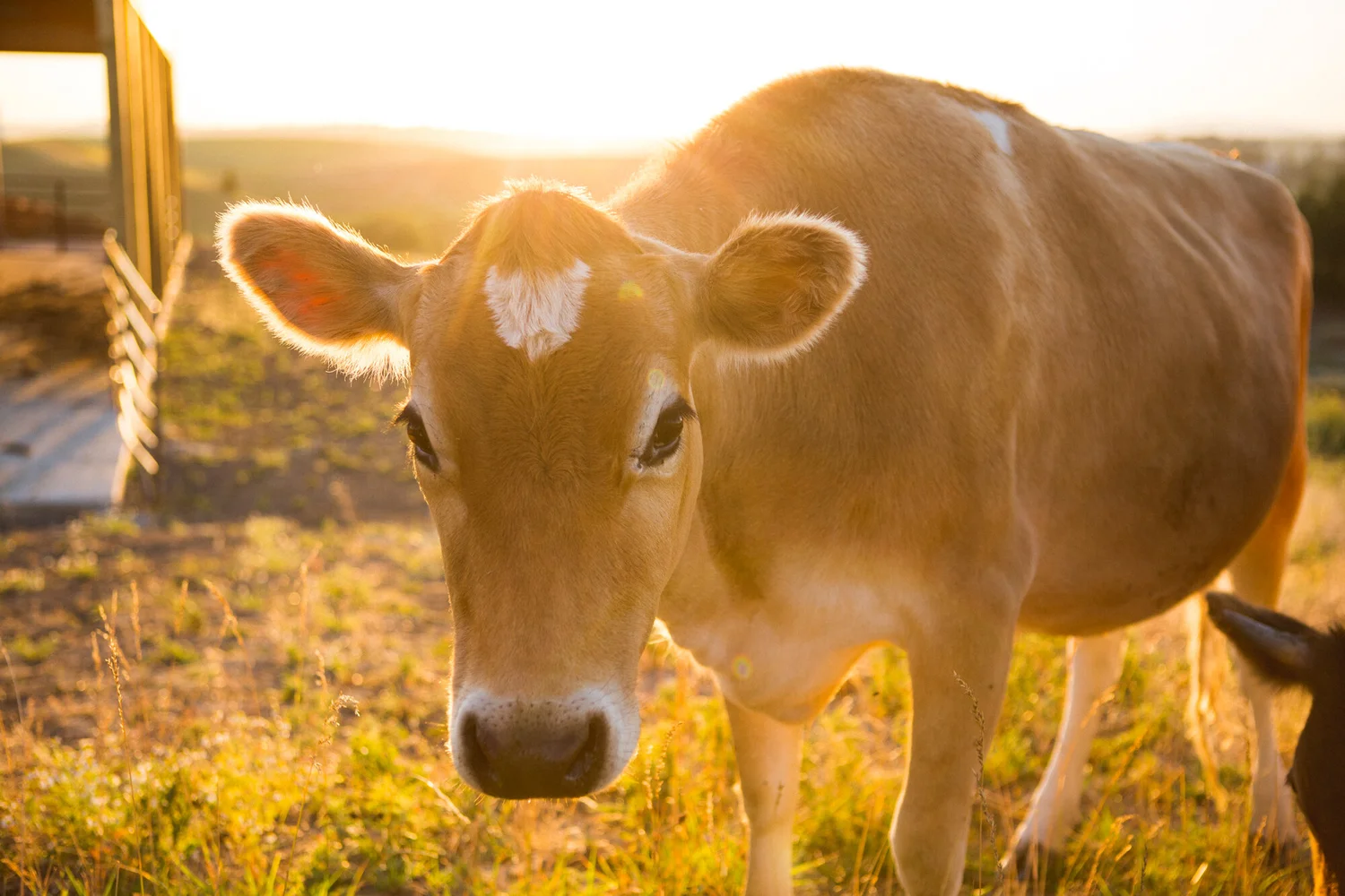 Sick Calves? We can help. FarmatanUSA—Imogene Ingredients — Imogene ...