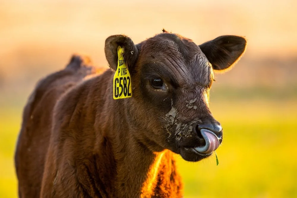 Sick Calves? We can help. FarmatanUSA—Imogene Ingredients — Imogene ...