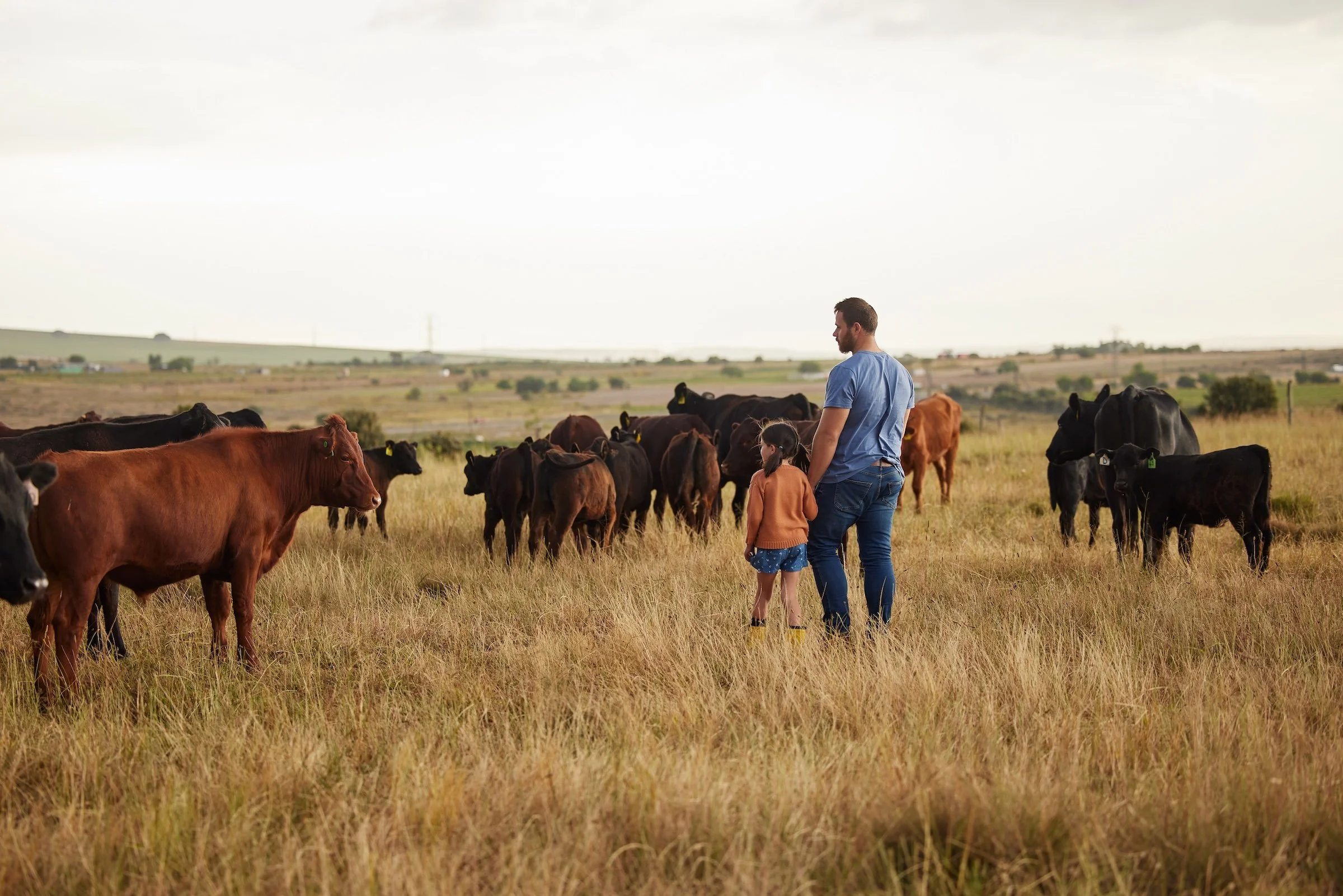 Sick Calves? We can help. FarmatanUSA—Imogene Ingredients — Imogene ...