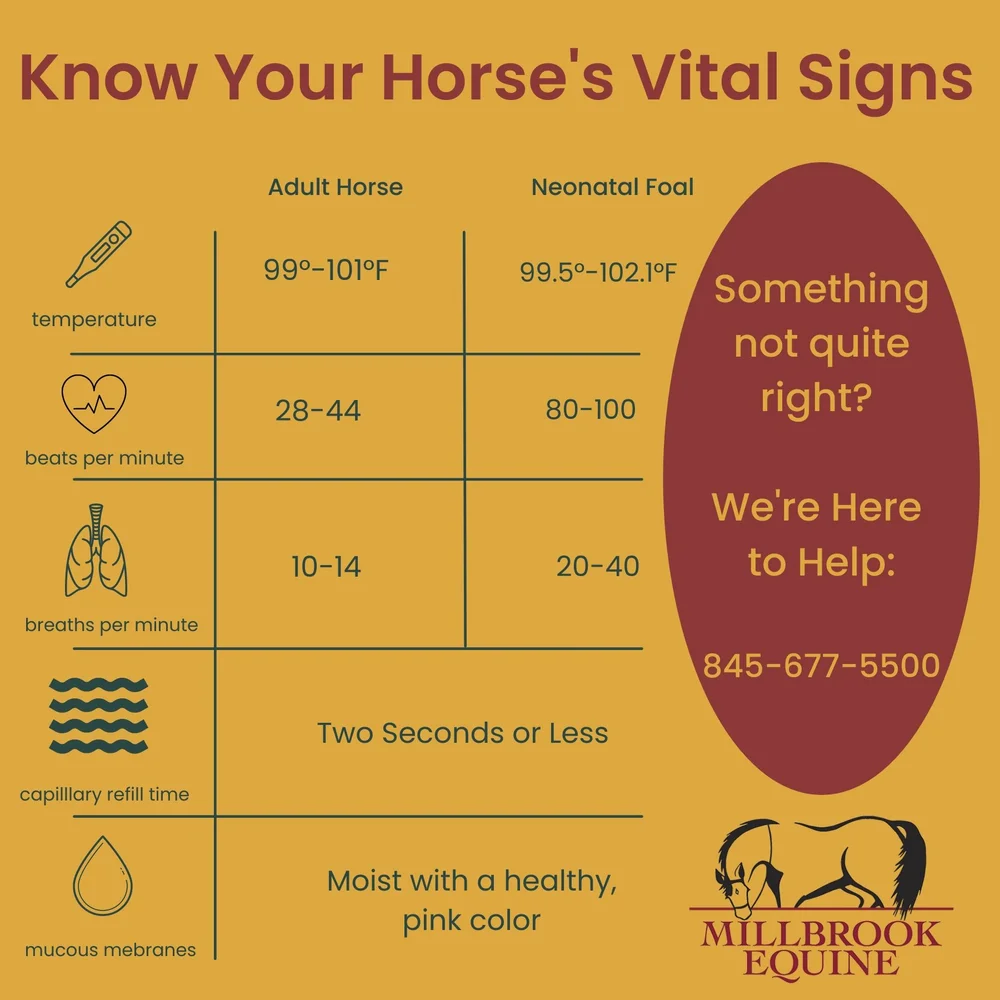 Client Resources — Millbrook Equine