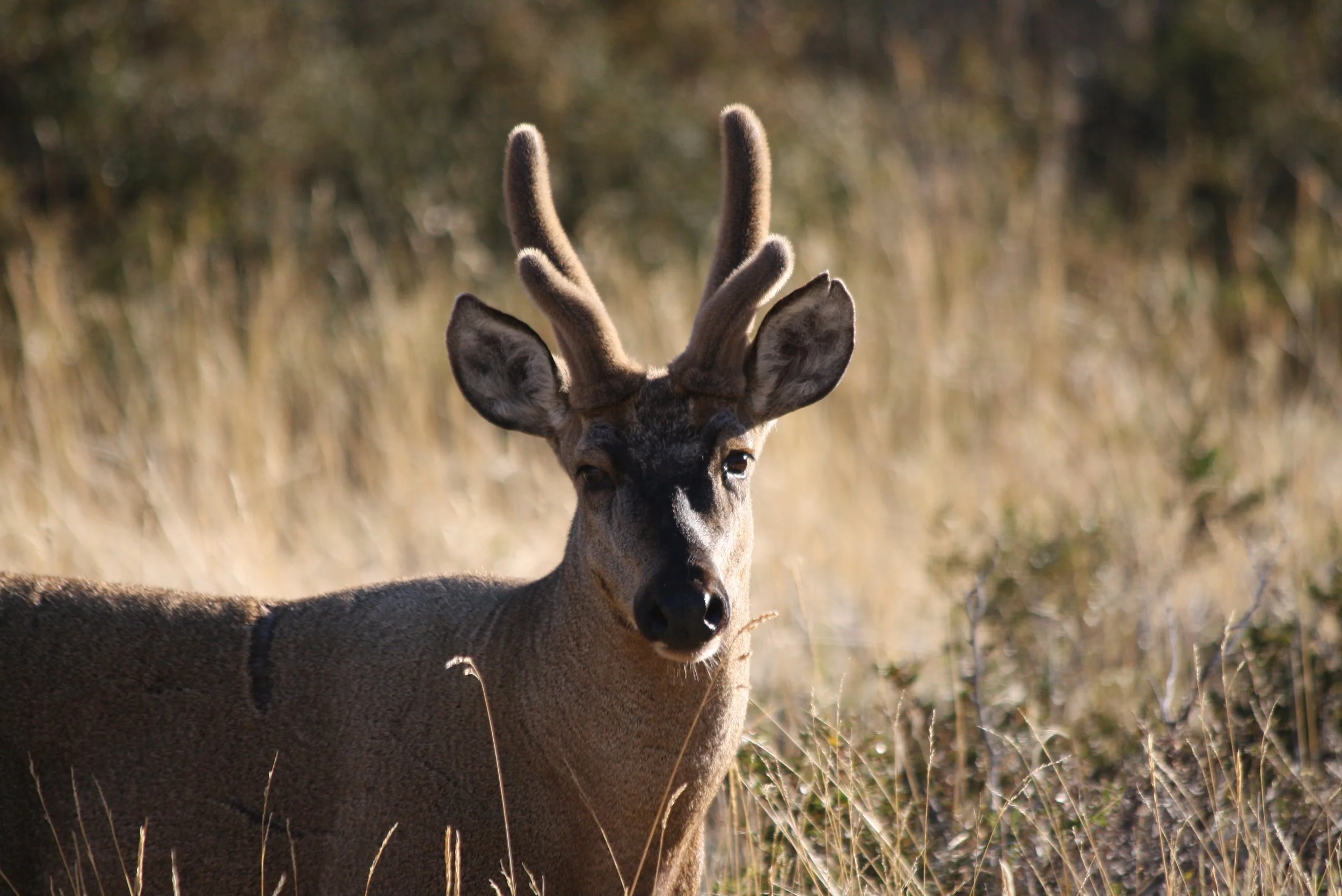 General 6 — TDP Legacy Fund