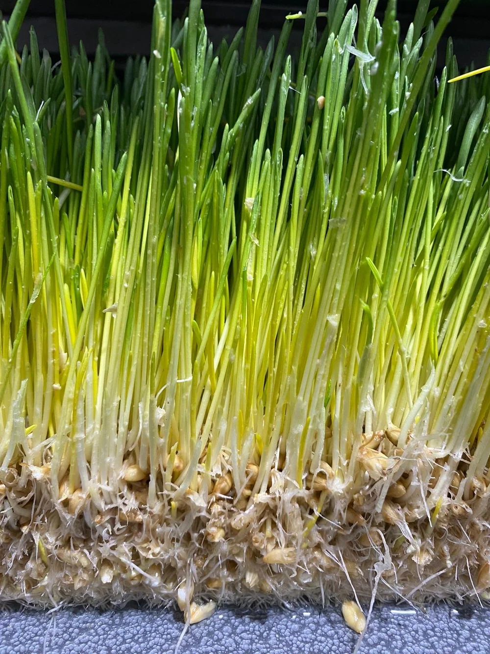 HydroGreen — Golden Rule Dairy