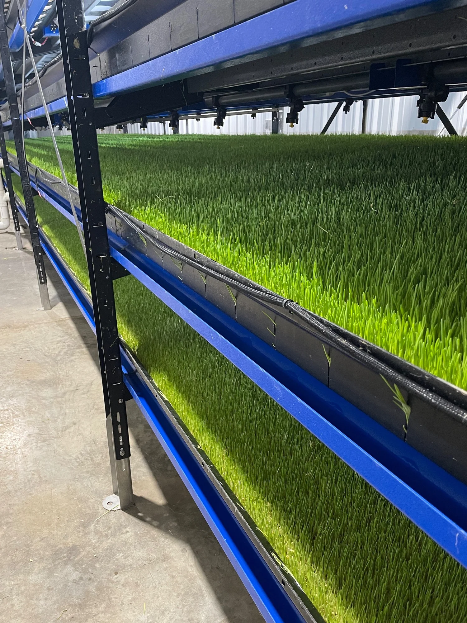 HydroGreen — Golden Rule Dairy