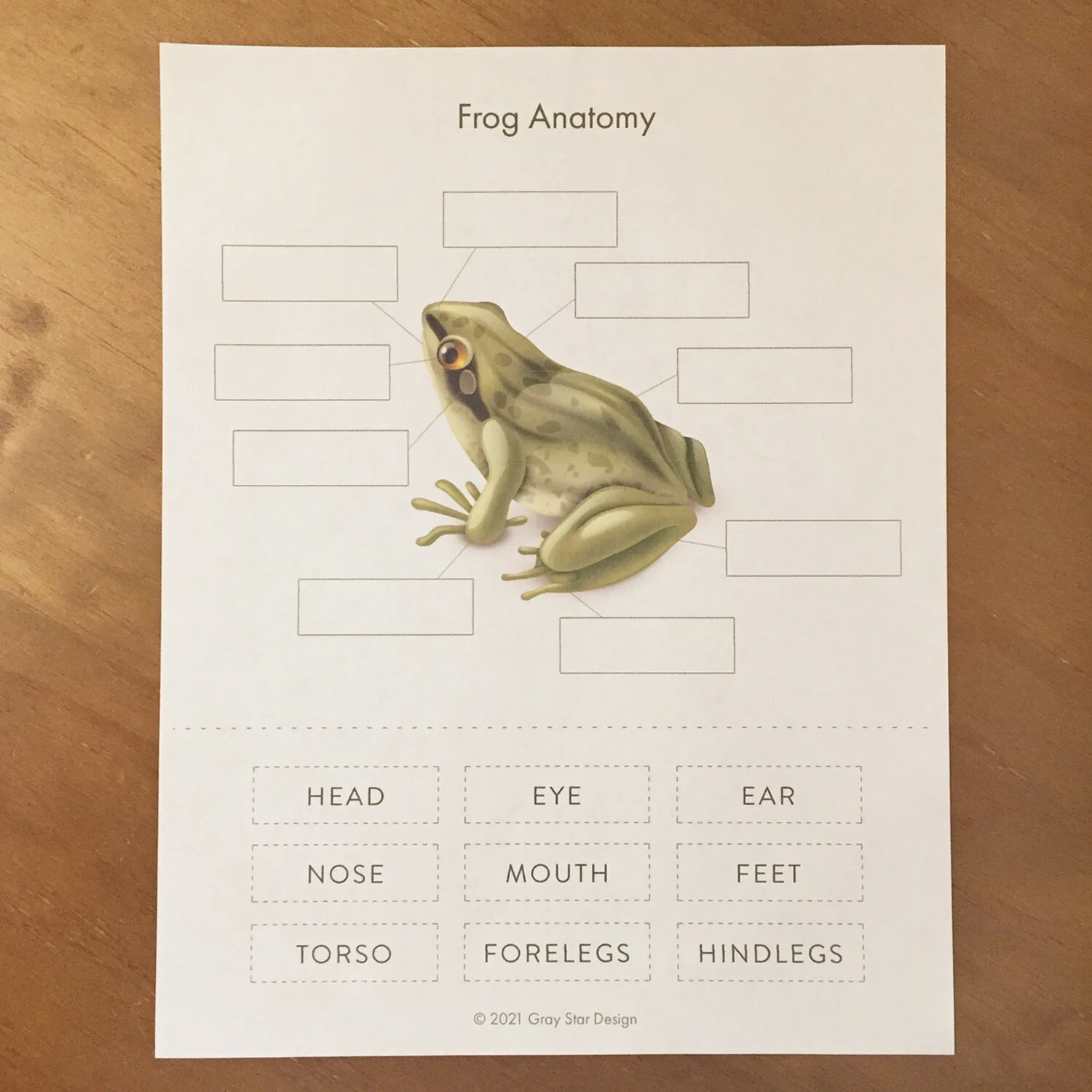Frog Anatomy Worksheet Gray Star Design Frog Anatomy Worksheet Gray Star Design