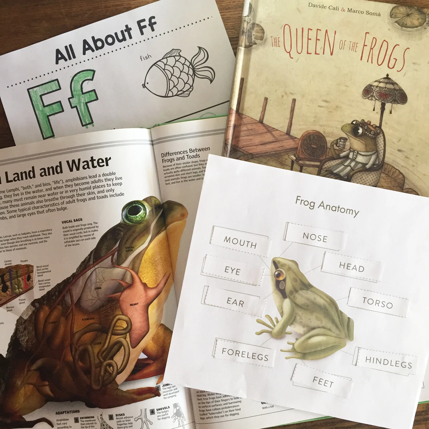 Frog Anatomy Worksheet Gray Star Design Frog Anatomy Worksheet Gray Star Design