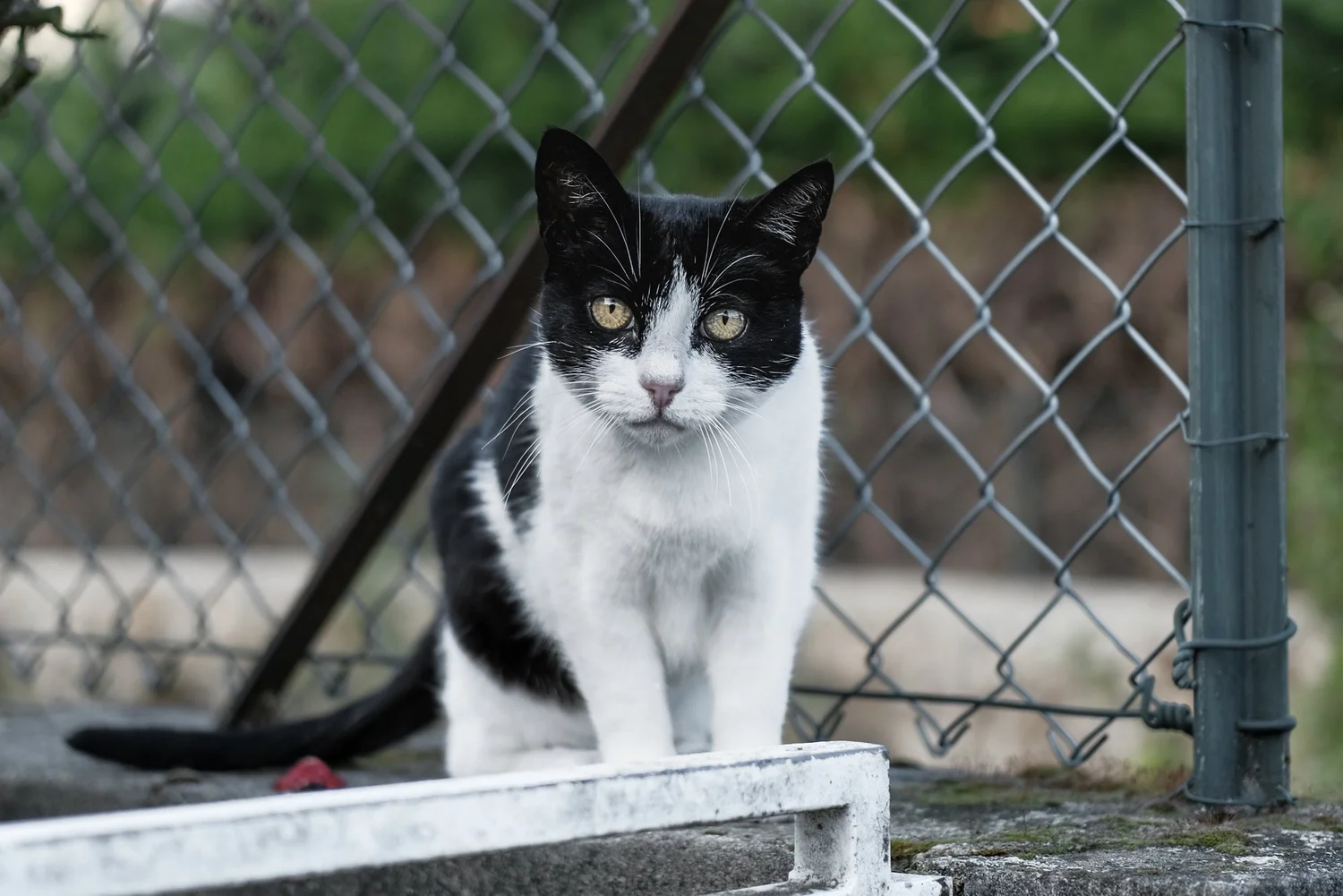 Camino Portugués: Day 4 - Tamel to Ponte de Lima — Tuljak! Travel Blog