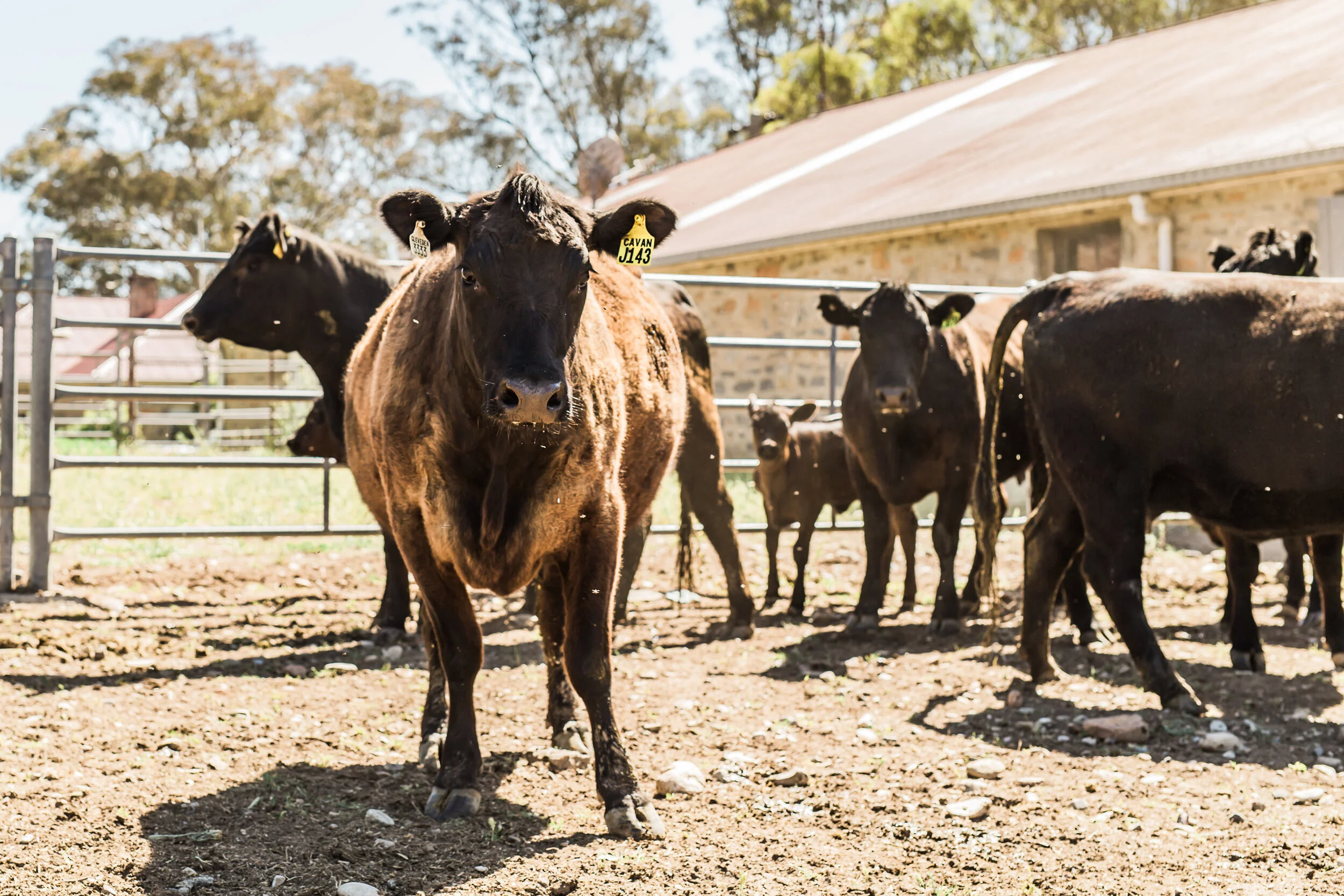 Cattle — Cavan Station