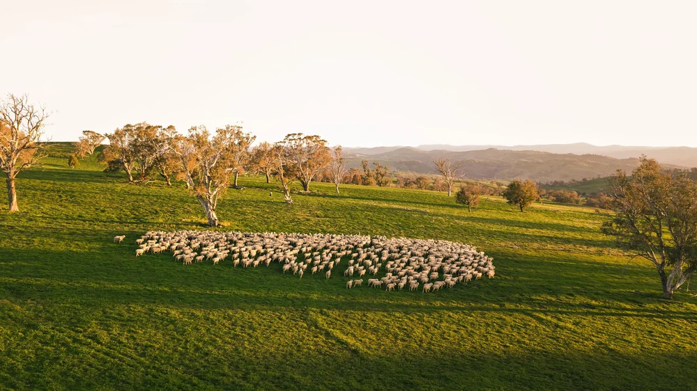 Sheep and Wool — Cavan Station