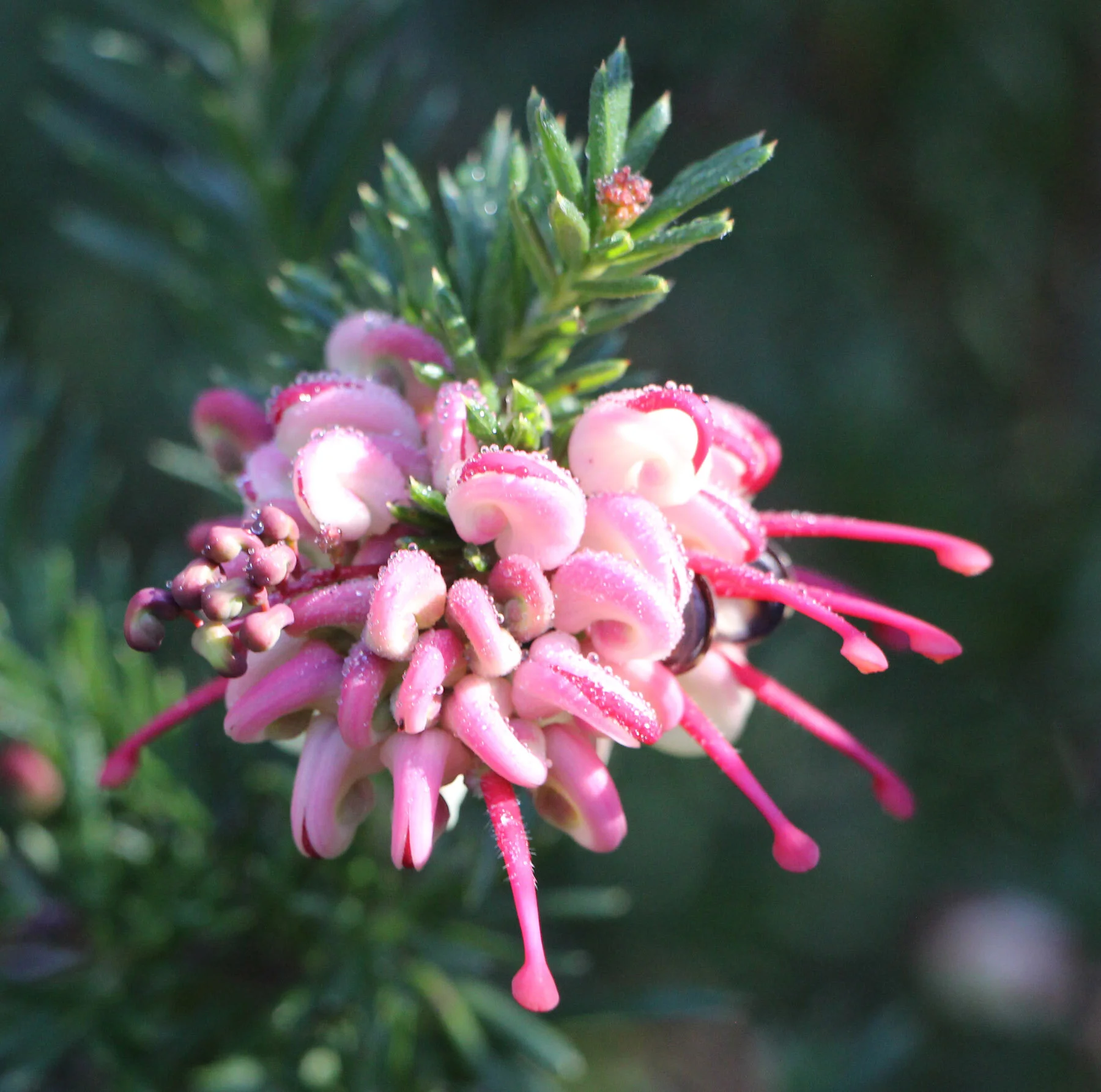 Grevilleas — Walcott Garden