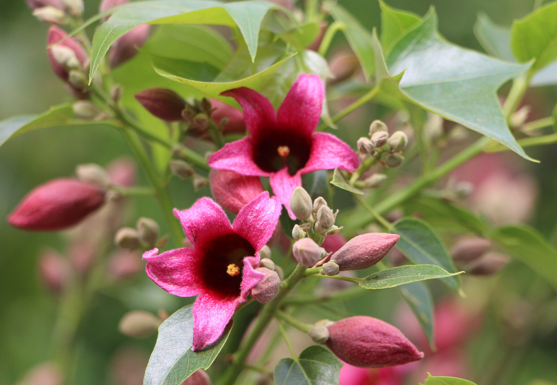 Brachychitons — Walcott Garden