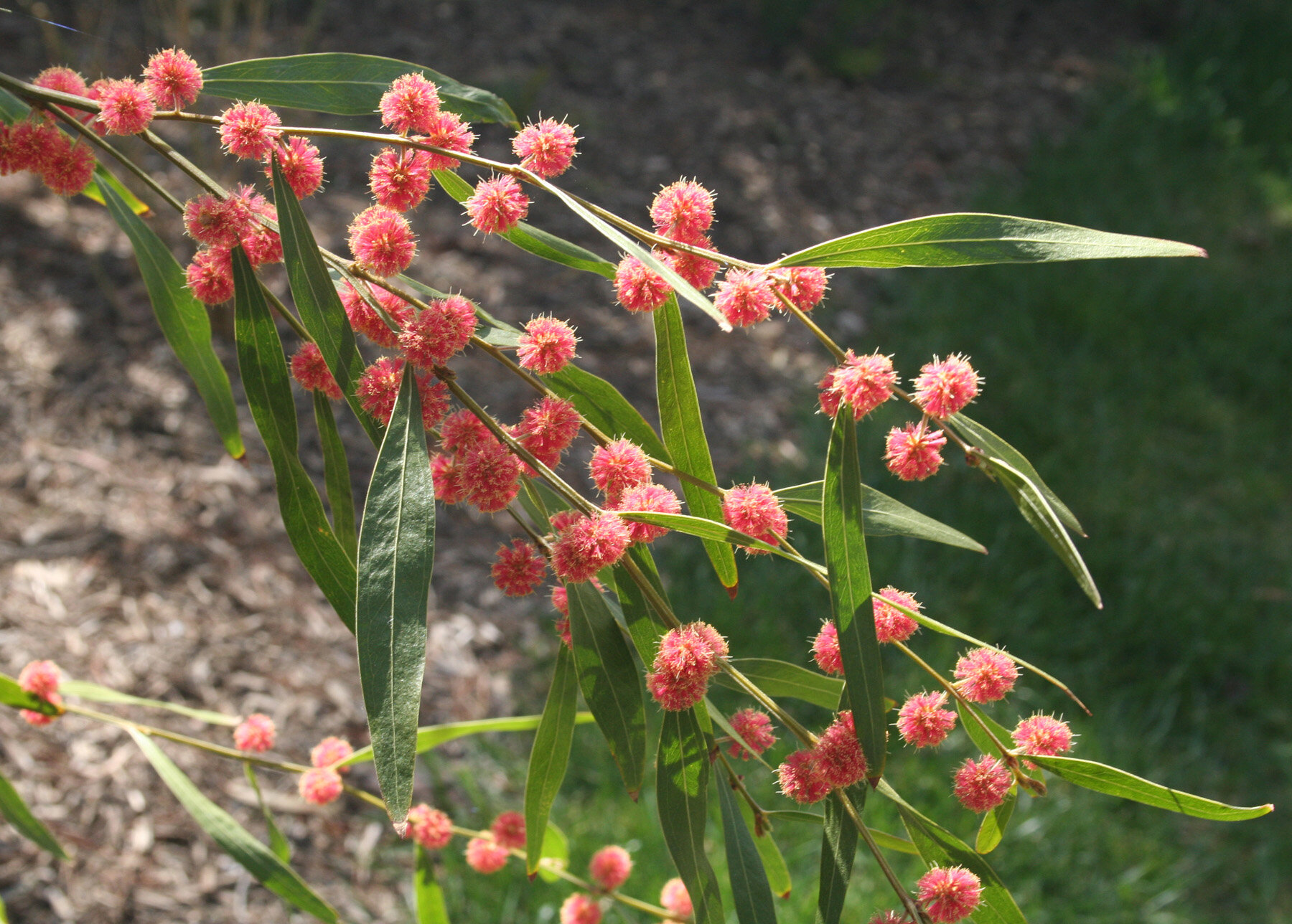 Acacias — Walcott Garden