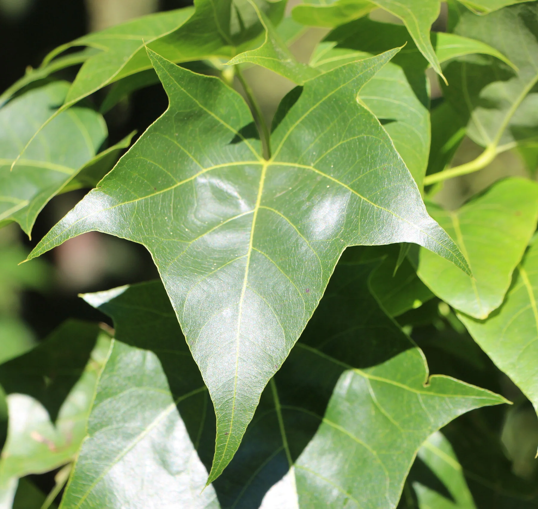 Brachychitons — Walcott Garden