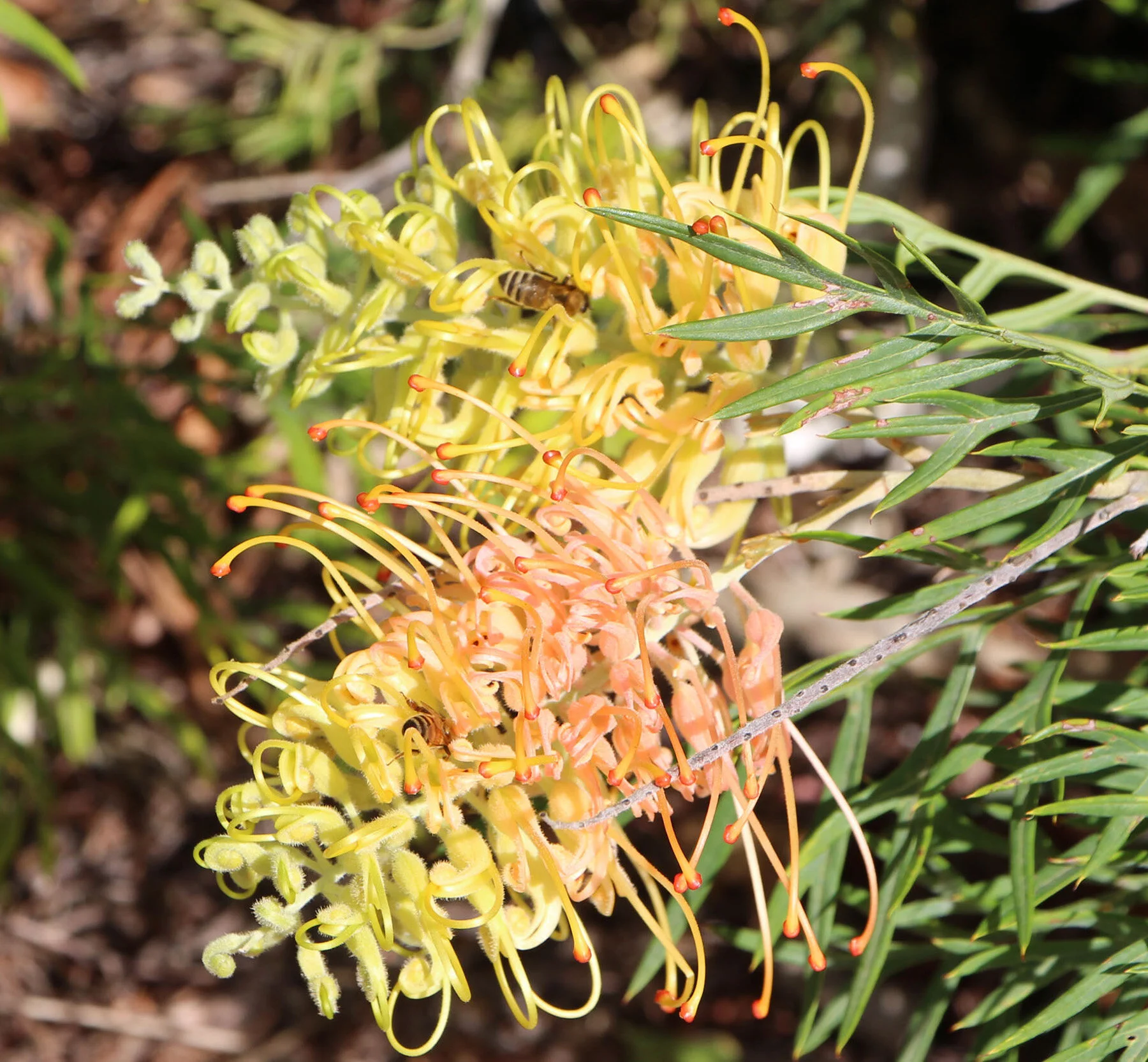 September — Walcott Garden