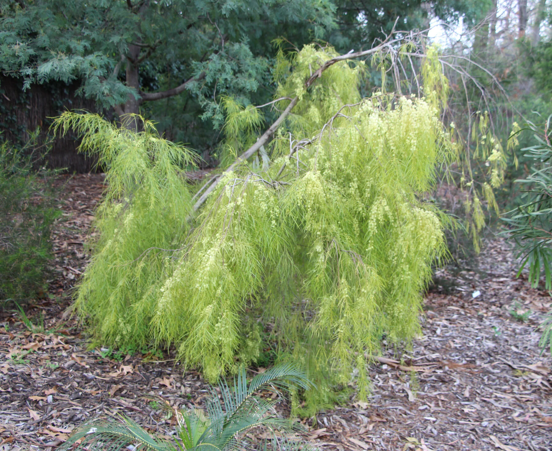 Acacias — Walcott Garden