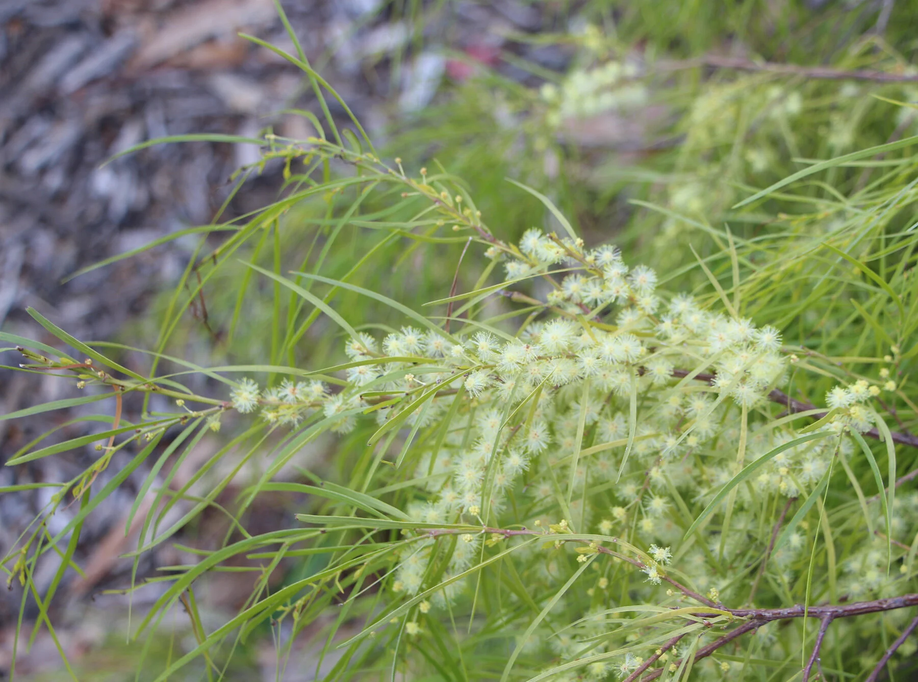 Acacias — Walcott Garden
