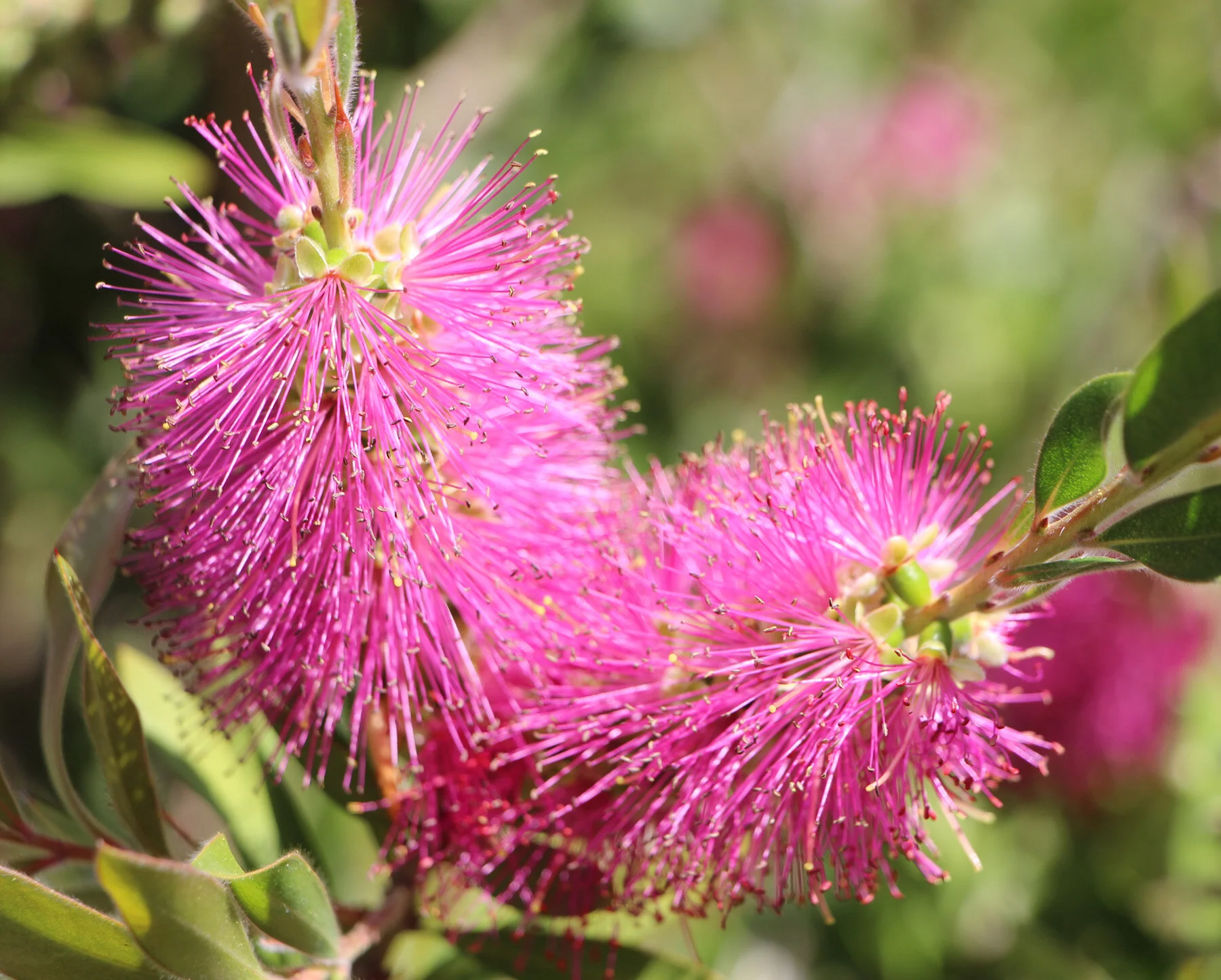 Callistemons — Walcott Garden