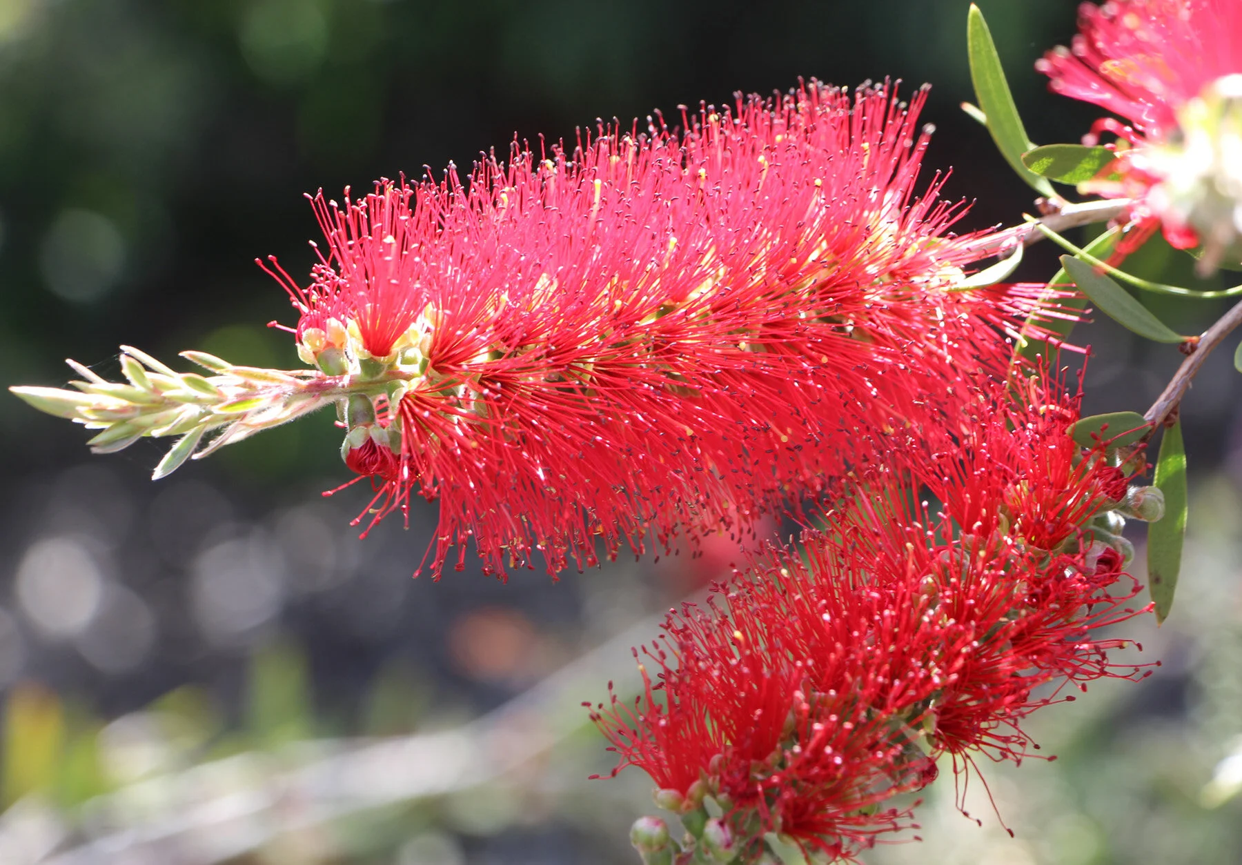 Callistemons — Walcott Garden