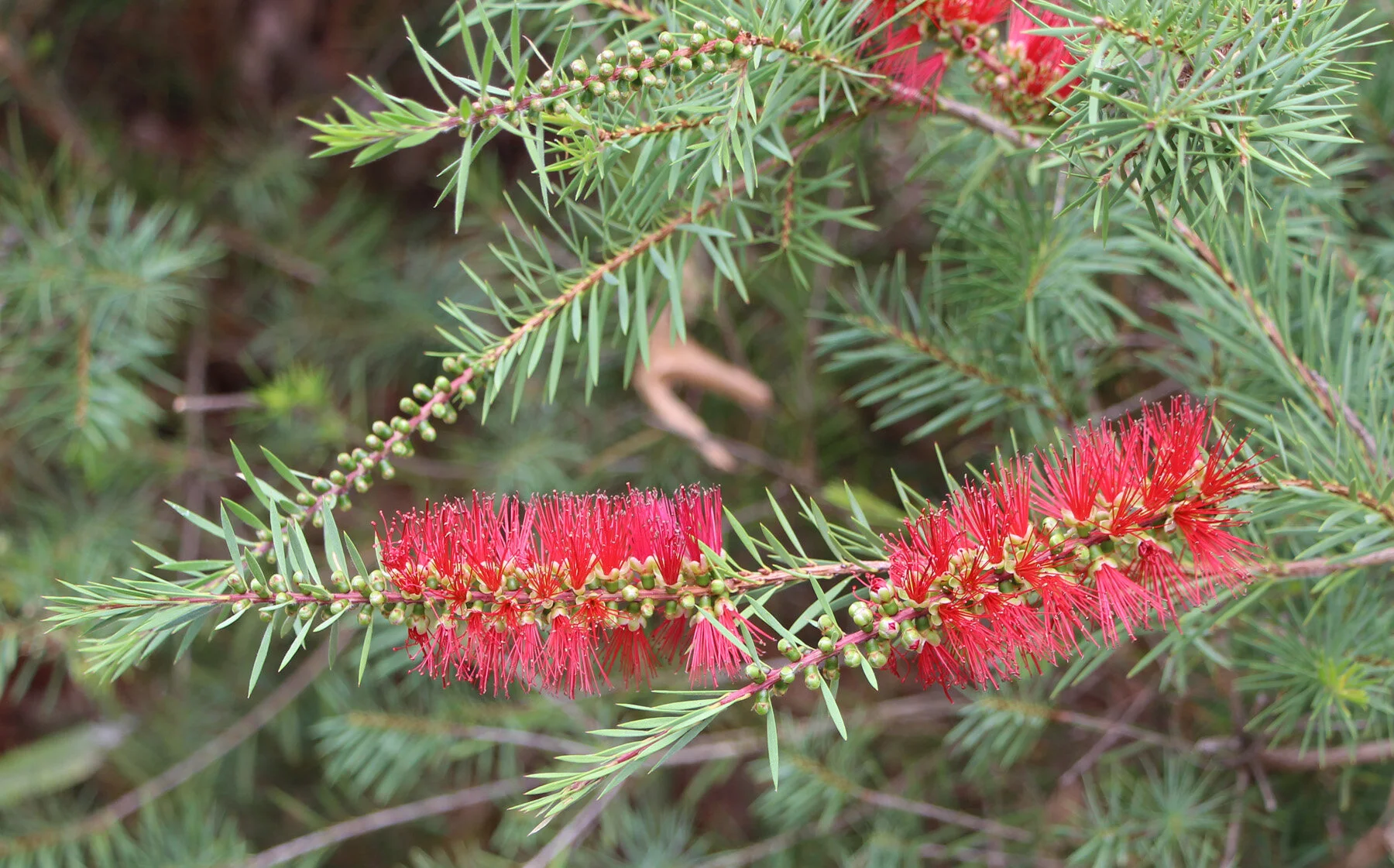 Callistemons — Walcott Garden