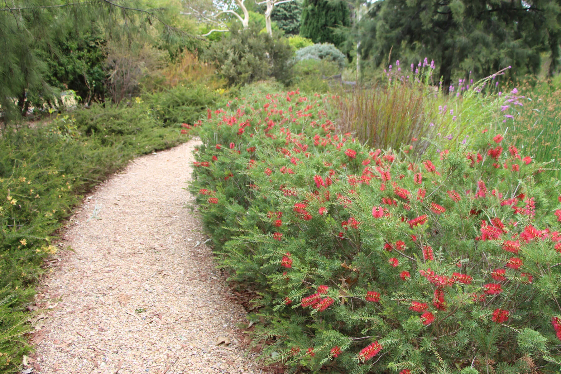 Callistemons — Walcott Garden