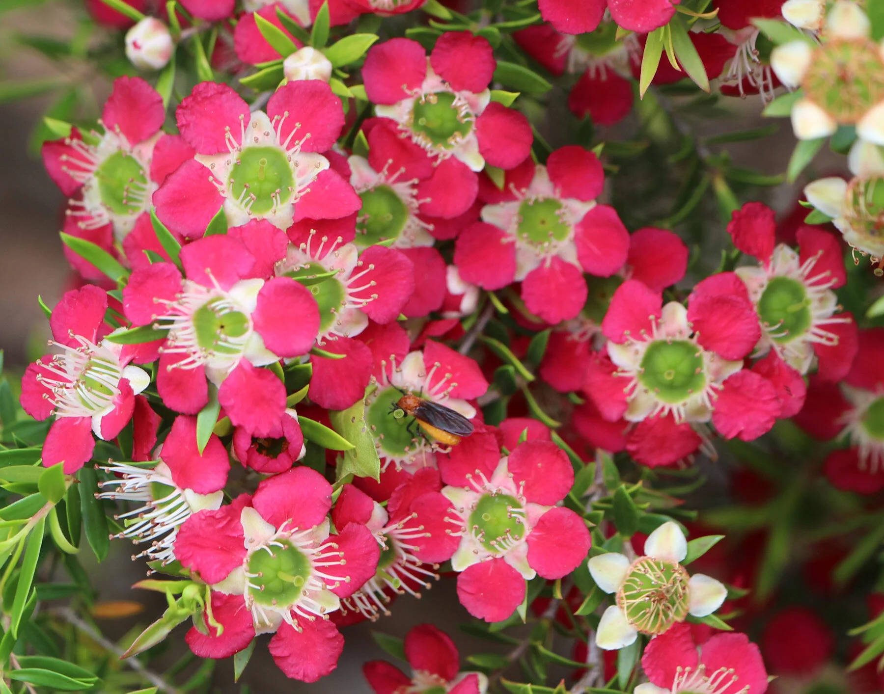 Leptospermums — Walcott Garden