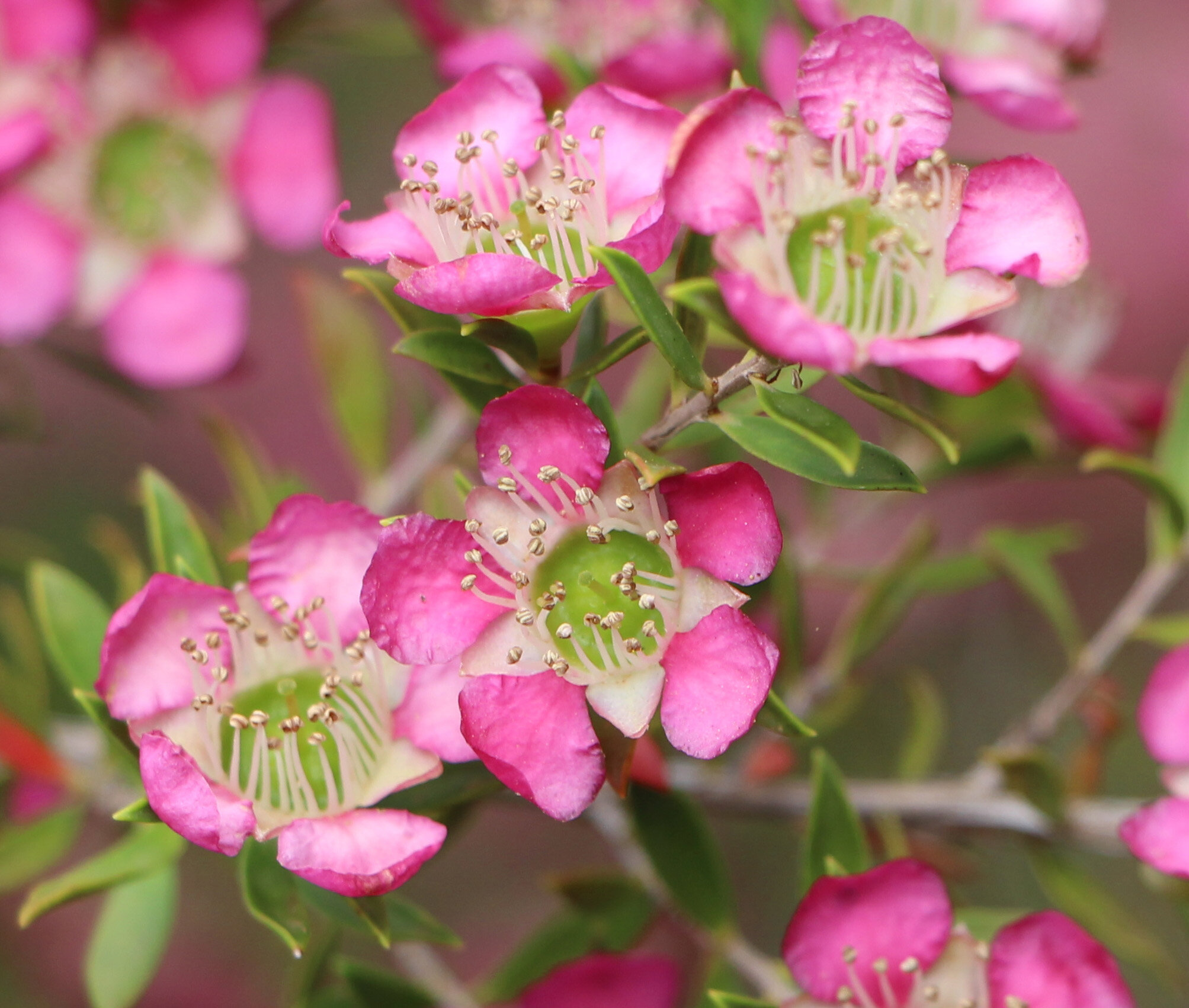Leptospermums — Walcott Garden